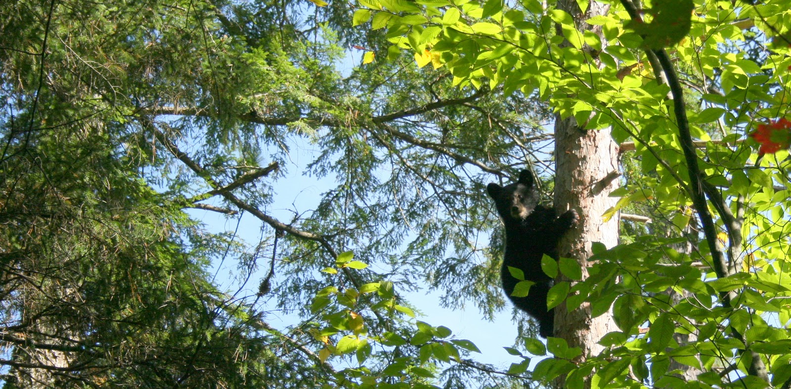 Spicebush Log: North Moat and The Red Ridge