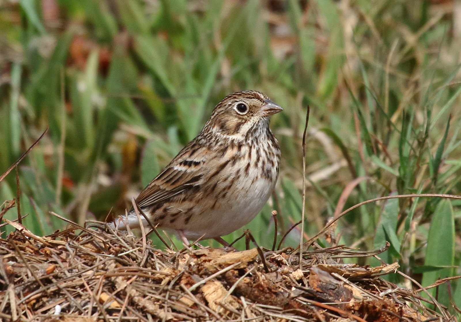 Vesper Sparrow at Fort Rosecrans National Cemetery - Greg in San Diego