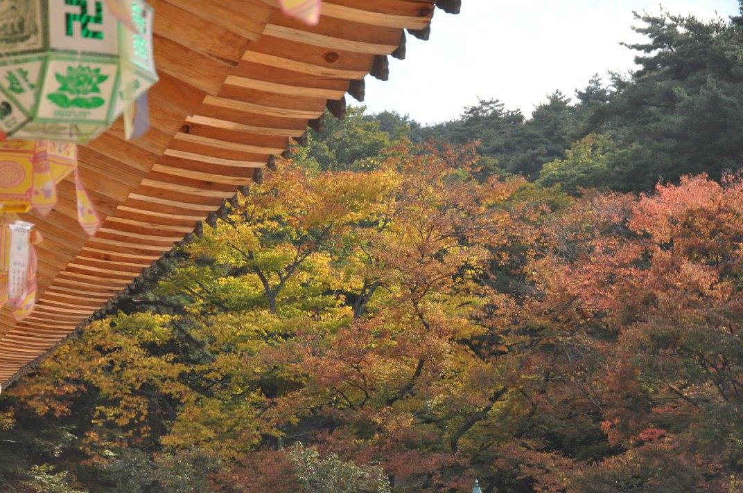 Must-go in Daegu – Temple stay at Donghwasa Temple, the biggest temple ...