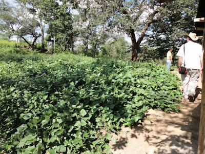 De Kams in Honduras: Pila Project Update