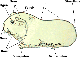 Gedrag en gezondheid Dv21 2019-2020 - Wikiwijs Maken