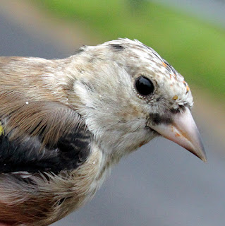 Another Bird Blog: Ringing Gold