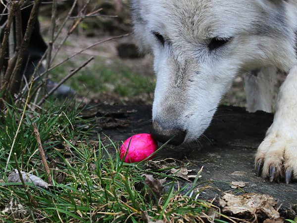 White Wolf : Celebrate Easter Egg Hunt With Amazing Wolves