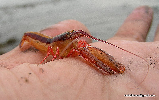 Pistol Shrimp Claw