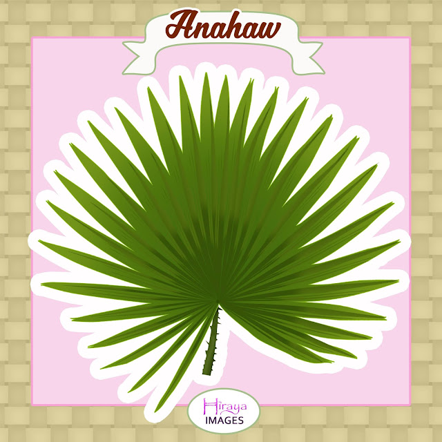 Hiraya: Pambansang Dahon: Anahaw