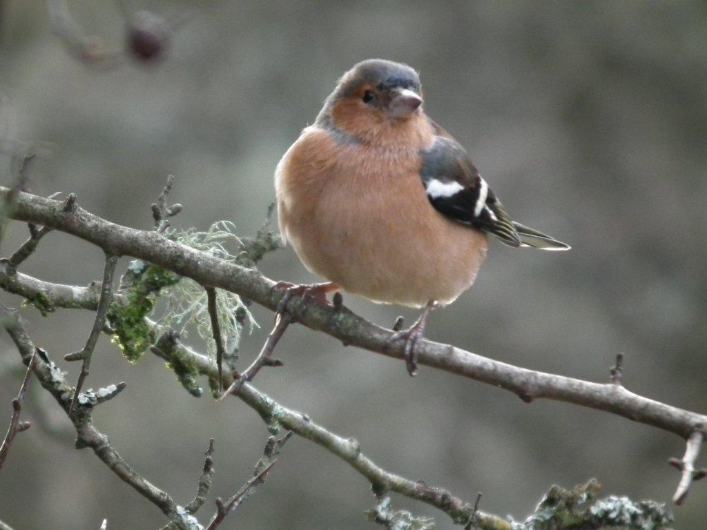 The Life and Times of this Old Git: Latest Bird blog
