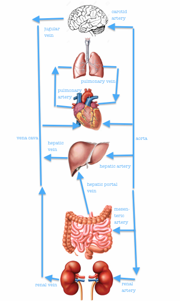 IGCSE Biology: 2.66 Understand the general structure of the circulation ...