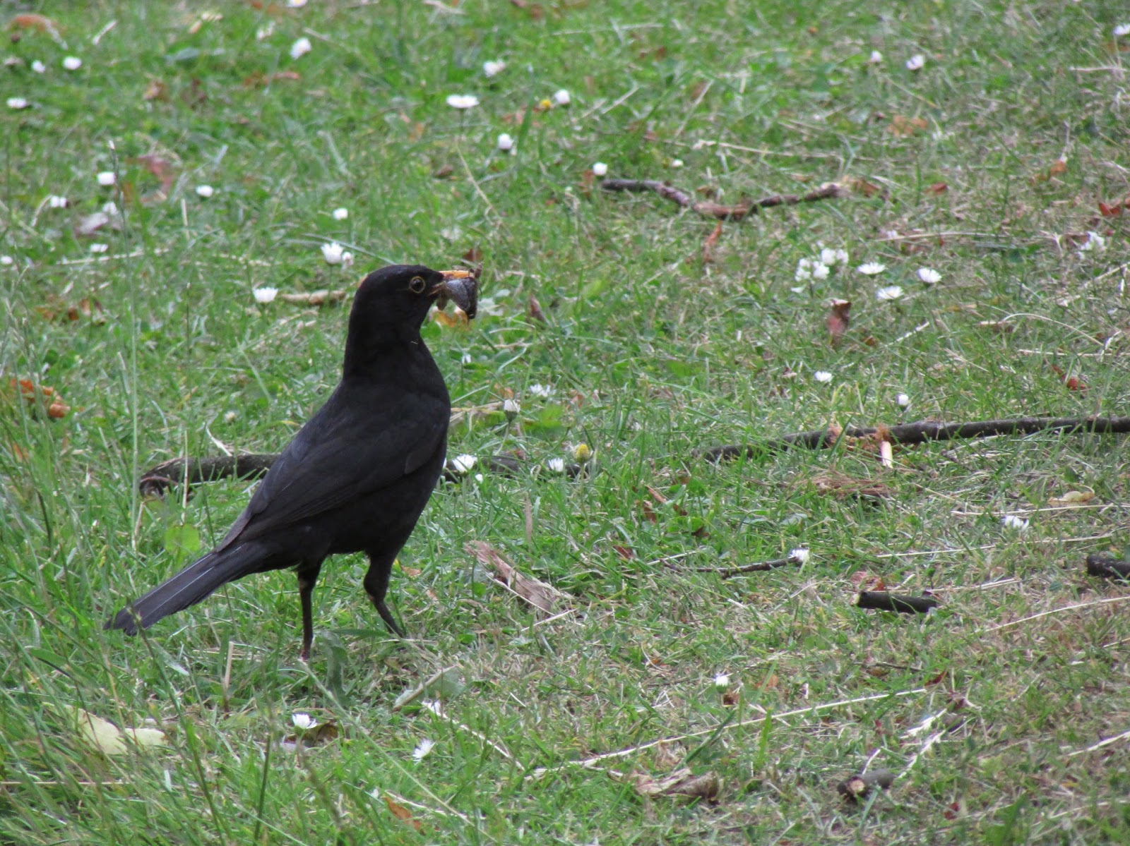 The Rattling Crow: Bald Blackbirds