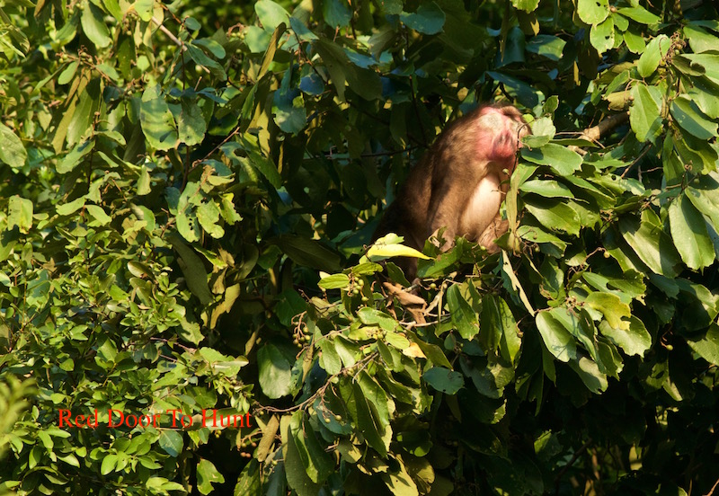 RED Door To Hunt: Laporan Pemerhatian & Kajian Beruk Kentoi~Macaca ...
