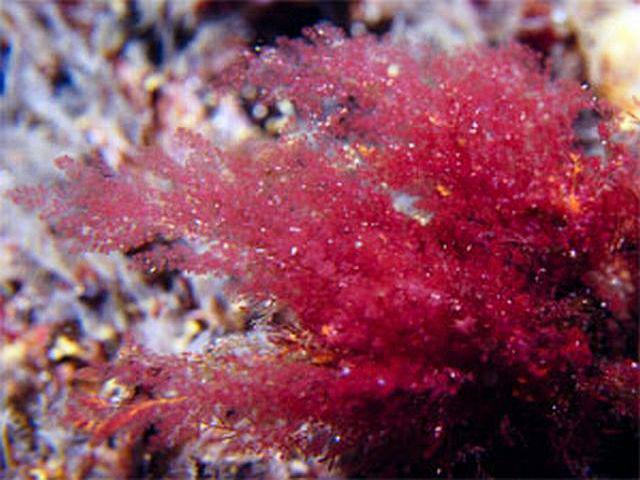 Base Resumos Biológicos: Chromistas Algas