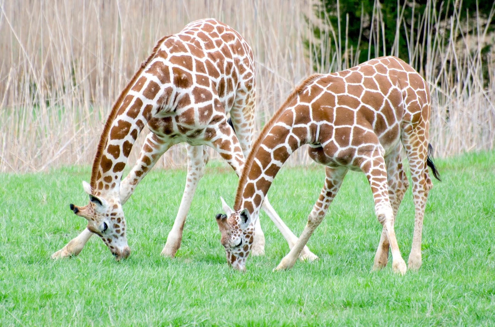 Urban Wildlife Guide: World Giraffe Day!