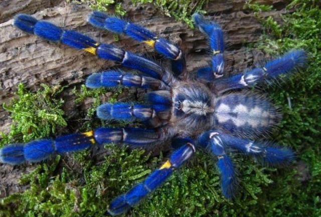 Tarântula-azul-cobalto ~ Ecologia viva