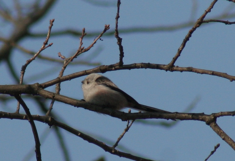 Las Mira: Raniuszek, mały ptak o wielkim sercu.
