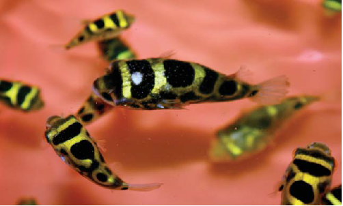 100 Species of Thai Ornamental Fish: ปลาปักเป้าซีลอน