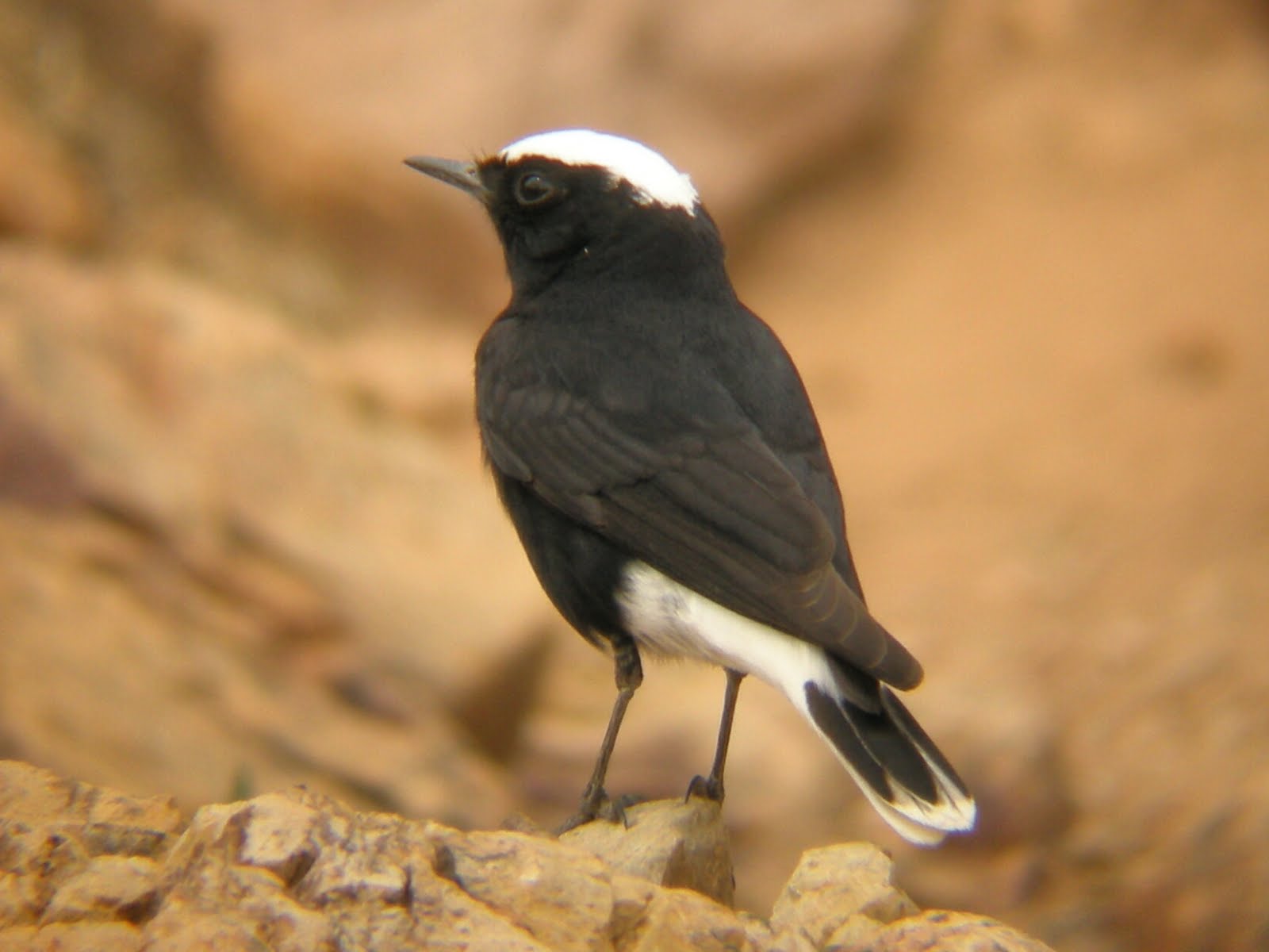 Chris's Bird Ringing: Moroccan Wheatears!