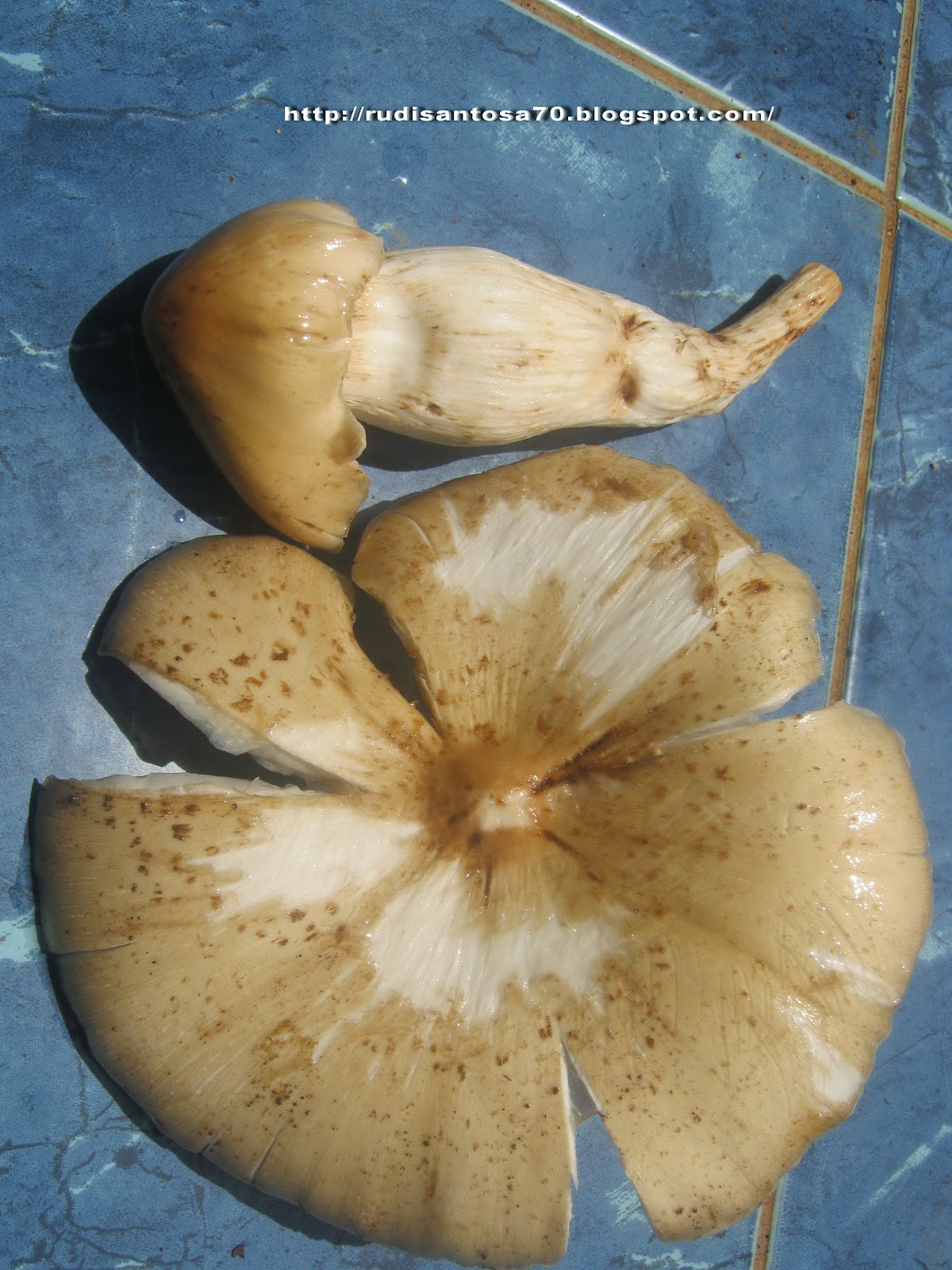 Rudi Santosa: Supa Suung