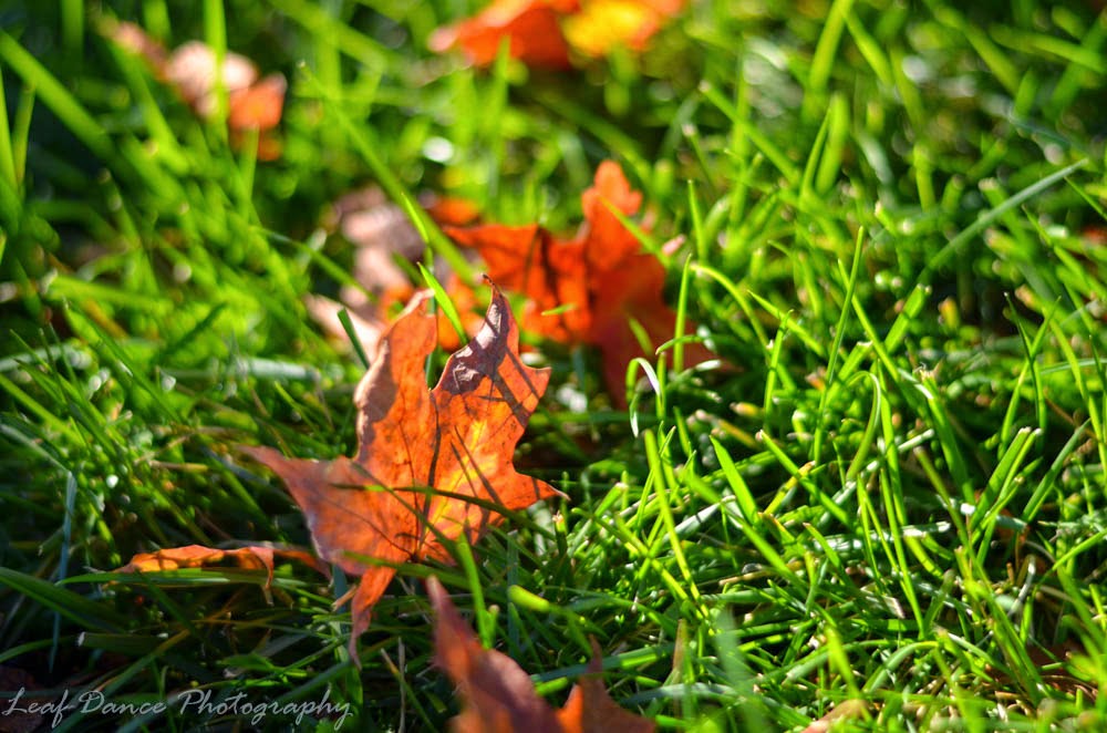 Leaf Dance Photography: So many Pictures- So Little Time // Leaf Dance ...