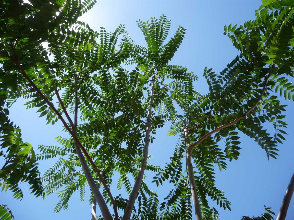 r o b i n 's y a r d: Ailanthus altissima