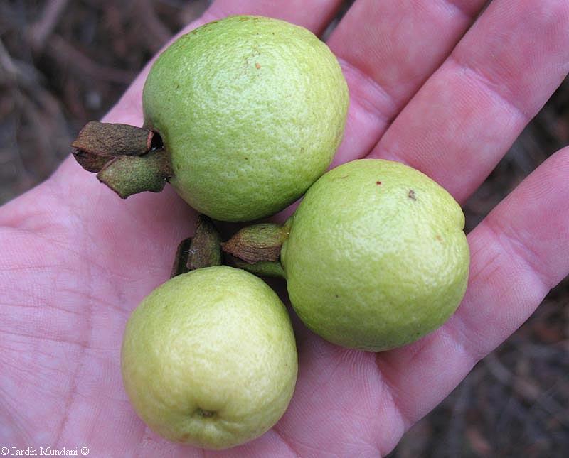 Sangrando en verde: Psidium friedrichsthalianum, el Guayabo Cas de ...