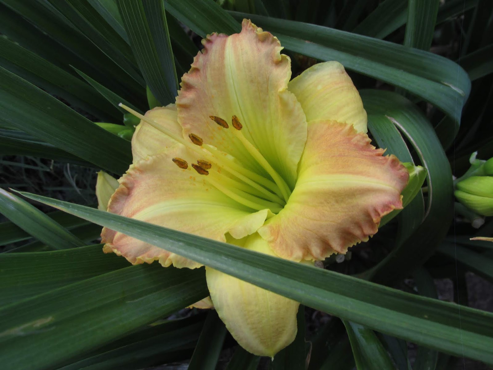 See the Beauty in the Ordinary: End-of-June Flower Garden