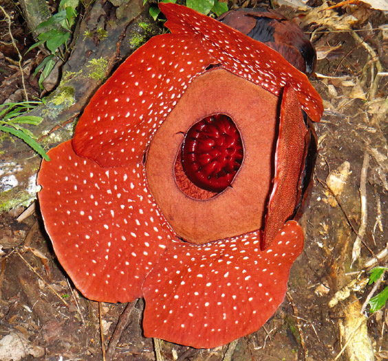 Rafflesia: Rafflesia: The Stinkiest Parasitic Queen