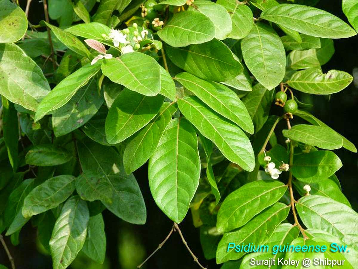 Medicinal Plants: Psidium guineense