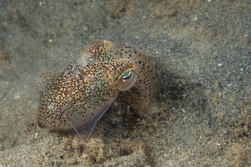 Mick's marine biology: Sepiola atlantica: cute cuttlefish
