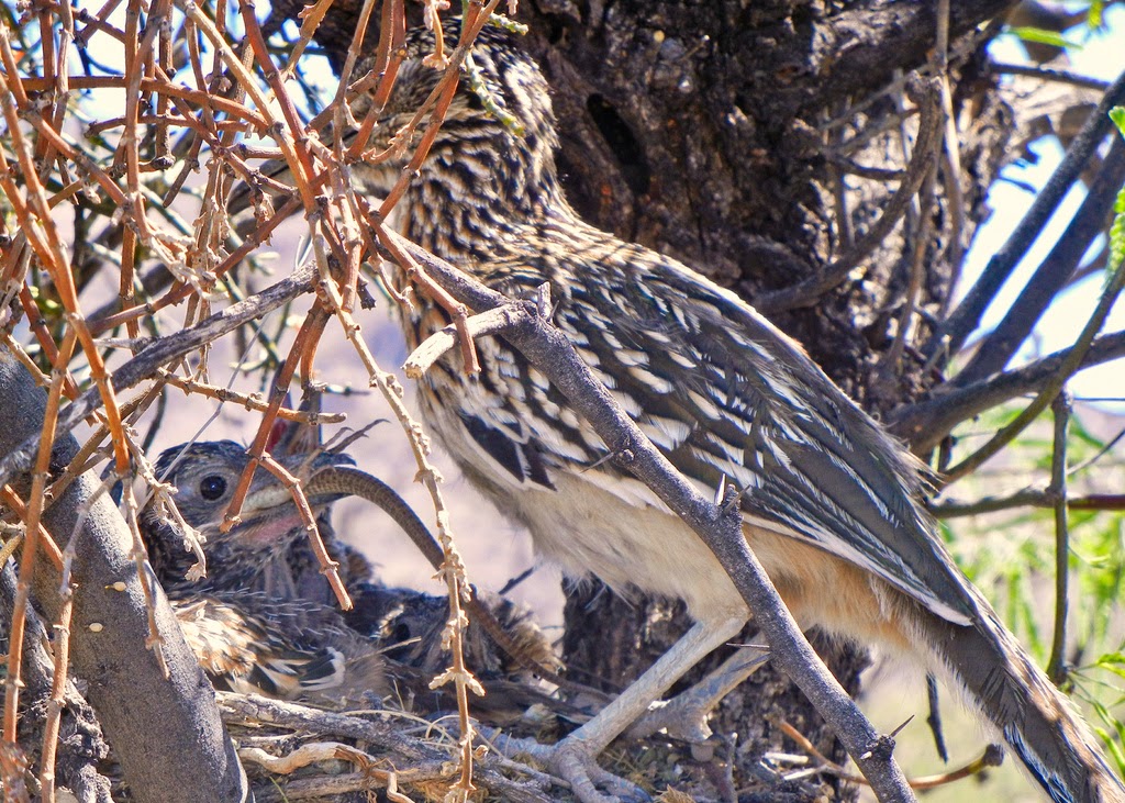 Your Daily Dose of Sabino Canyon: 'runner chicks