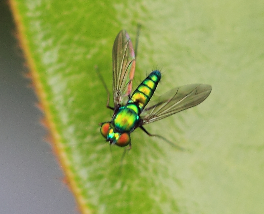 1000+ images about Iridescent Nature on Pinterest | Beetle ...