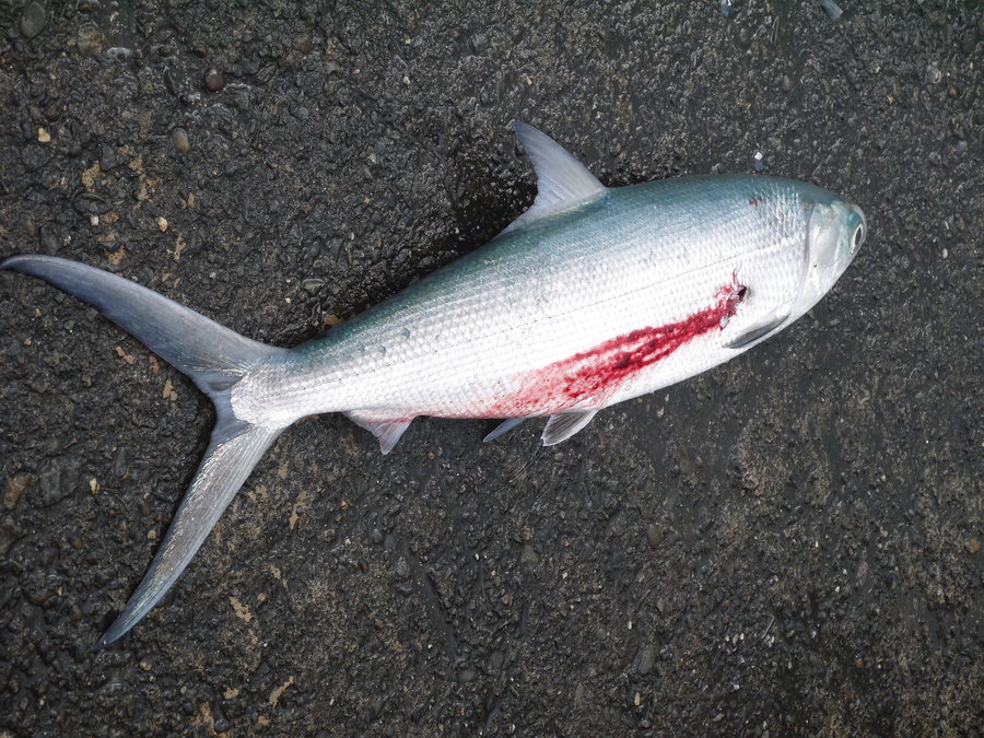 Buying Bangus Fish Fillet and How to Fillet It - Milkfish Supplier ...