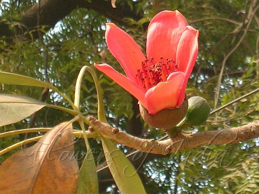 ilavu/elavu-e-ela-ila-(Silk cotton,bombax) - KERALA FLORA