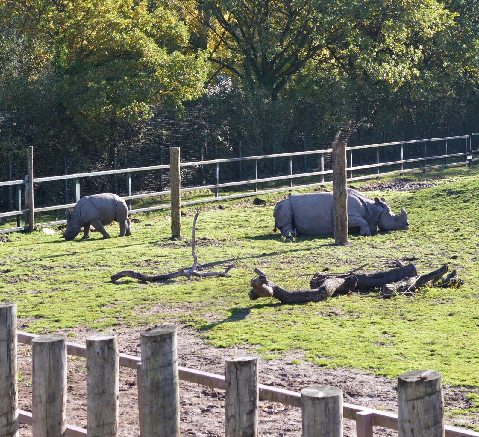 Tips for Visiting Chester Zoo from Newcastle | North East Family Fun