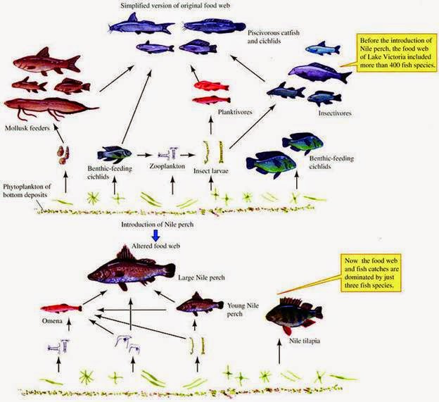 Food Webs and Trophic Dynamics: an Ecosystems Perspective: Freshwater ...