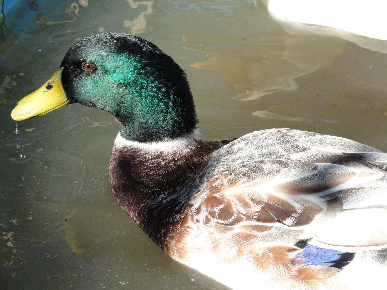 MamaDuck: Beau, Welsh Harlequin drake