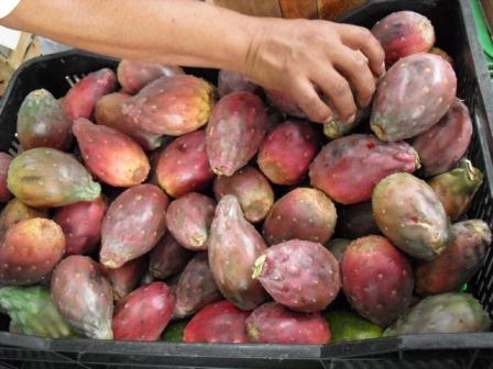 LA TUNA: Importancia y usos de la tuna