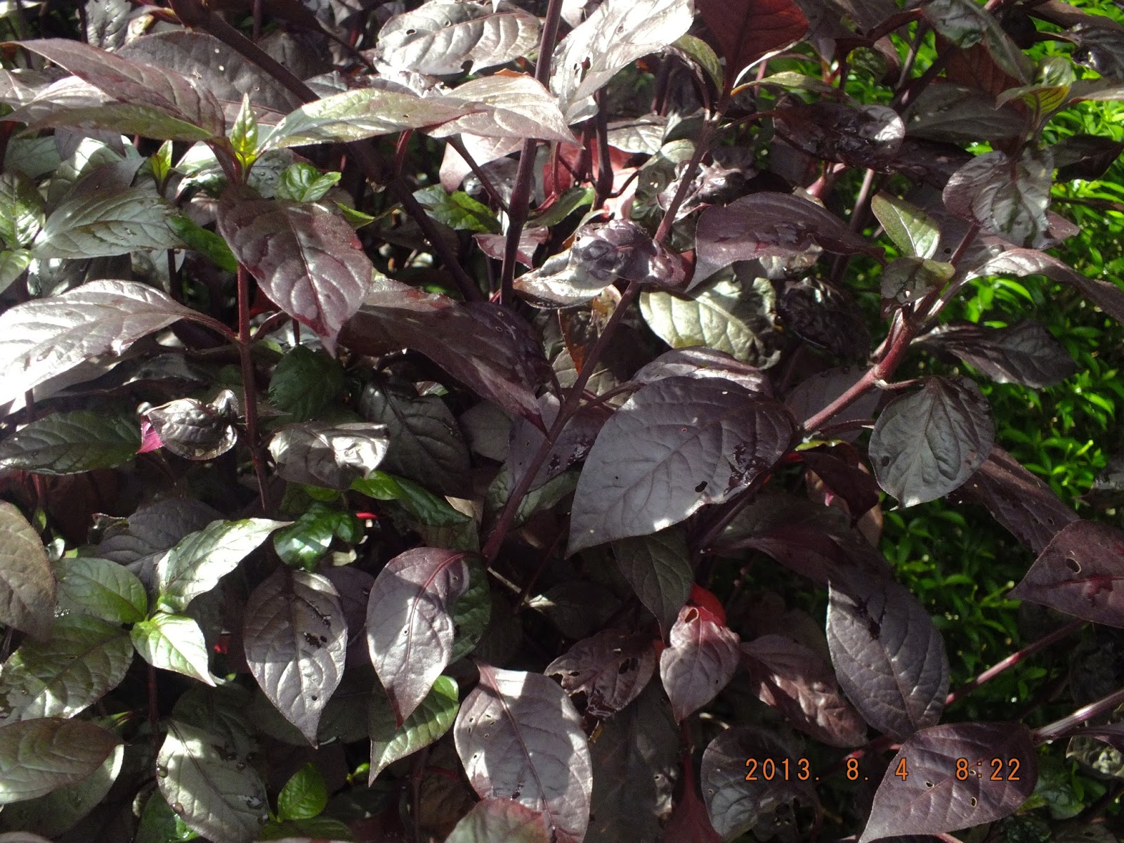 Photography with Dr. Ernie.: blood leaf, Iresine Lindenii