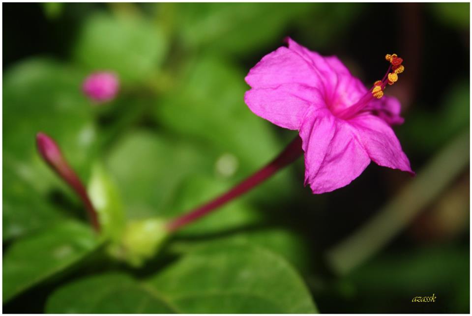 Calm-Sojourner: Flowers from Mizoram