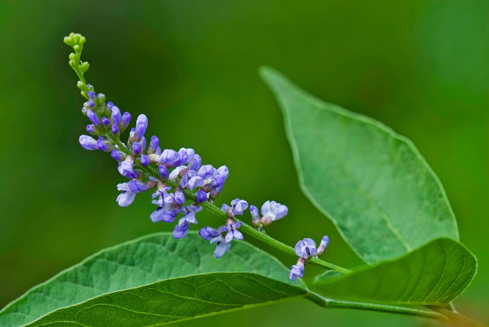 Kentucky Native Plant and Wildlife: Plant of the Week: French Grass ...