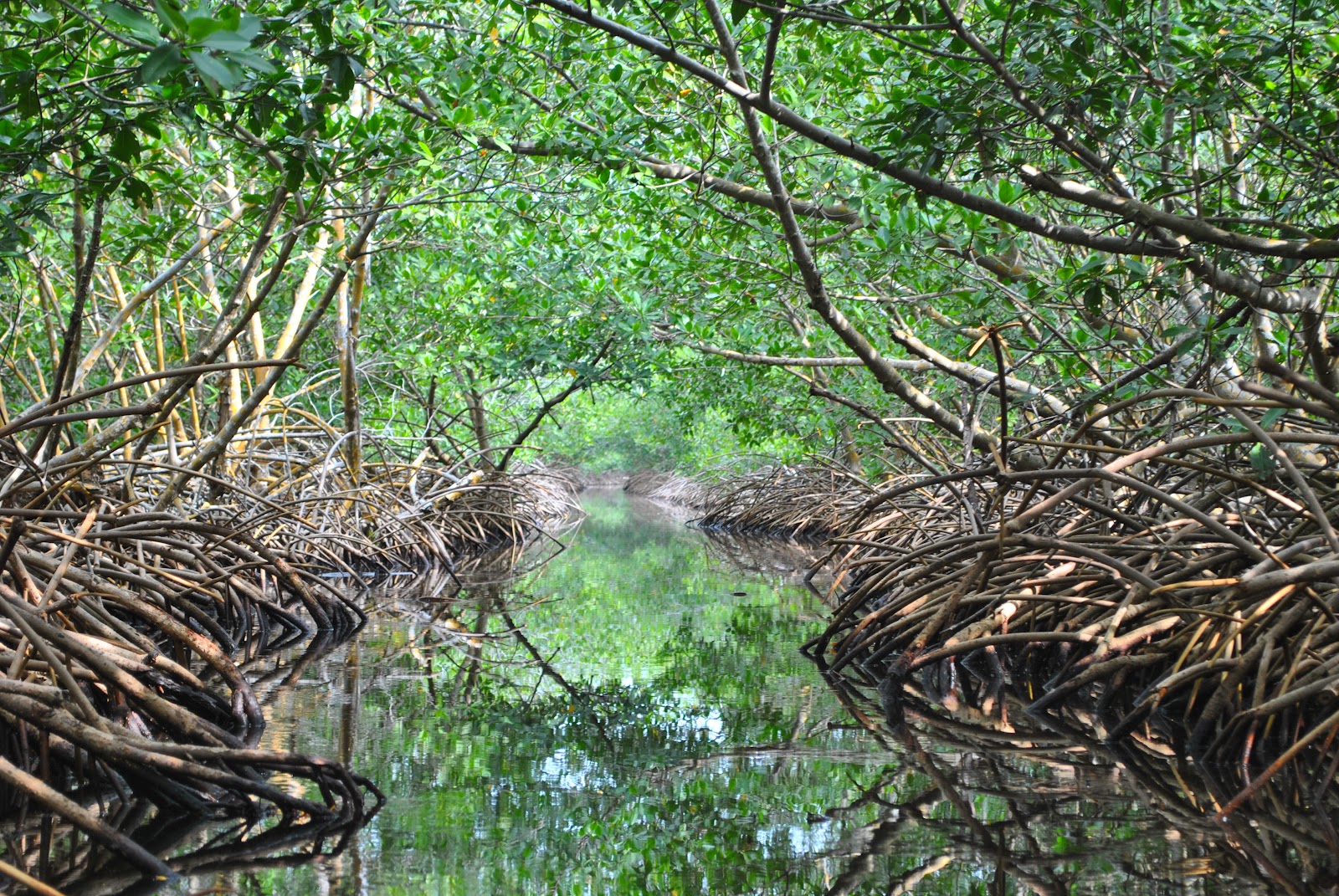 Palms Overland Adventure: La Isla de Utila