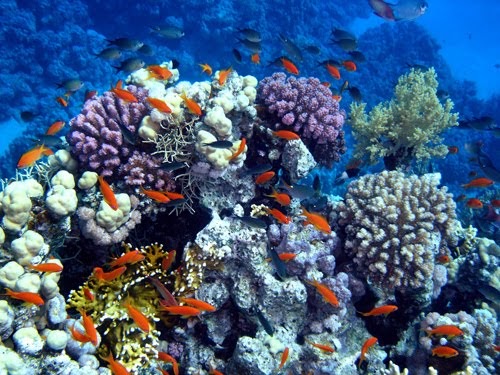Marine Mega Biodiversity - Hanifahdj