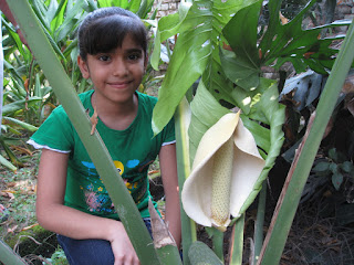 EyeCare: `Amarphal’ – the fruit of immortality