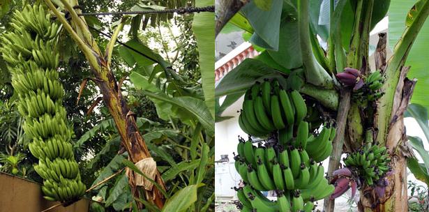 Hola, Sopetrán.: Las musáceas en la salud humana.