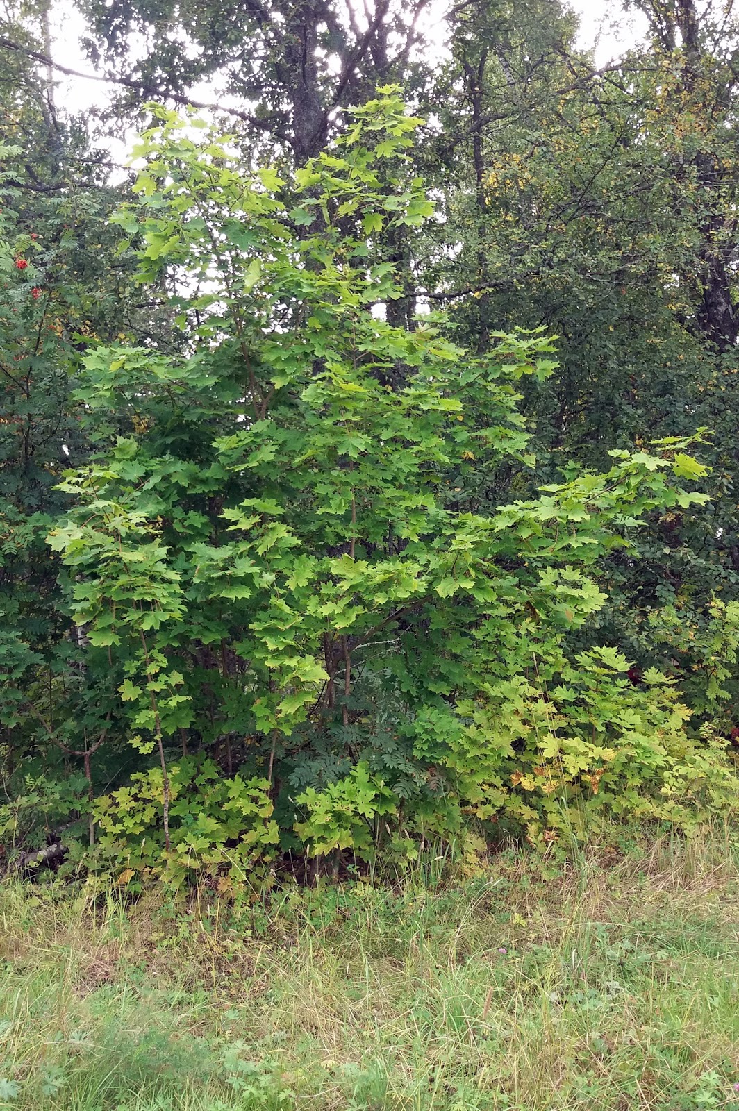 Kasveja Suomesta: Vaahtera (Acer platanoides)