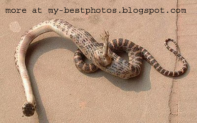 Snake with Legs | Legged Snake Photos | Real Amazing, Unusual Photos of ...