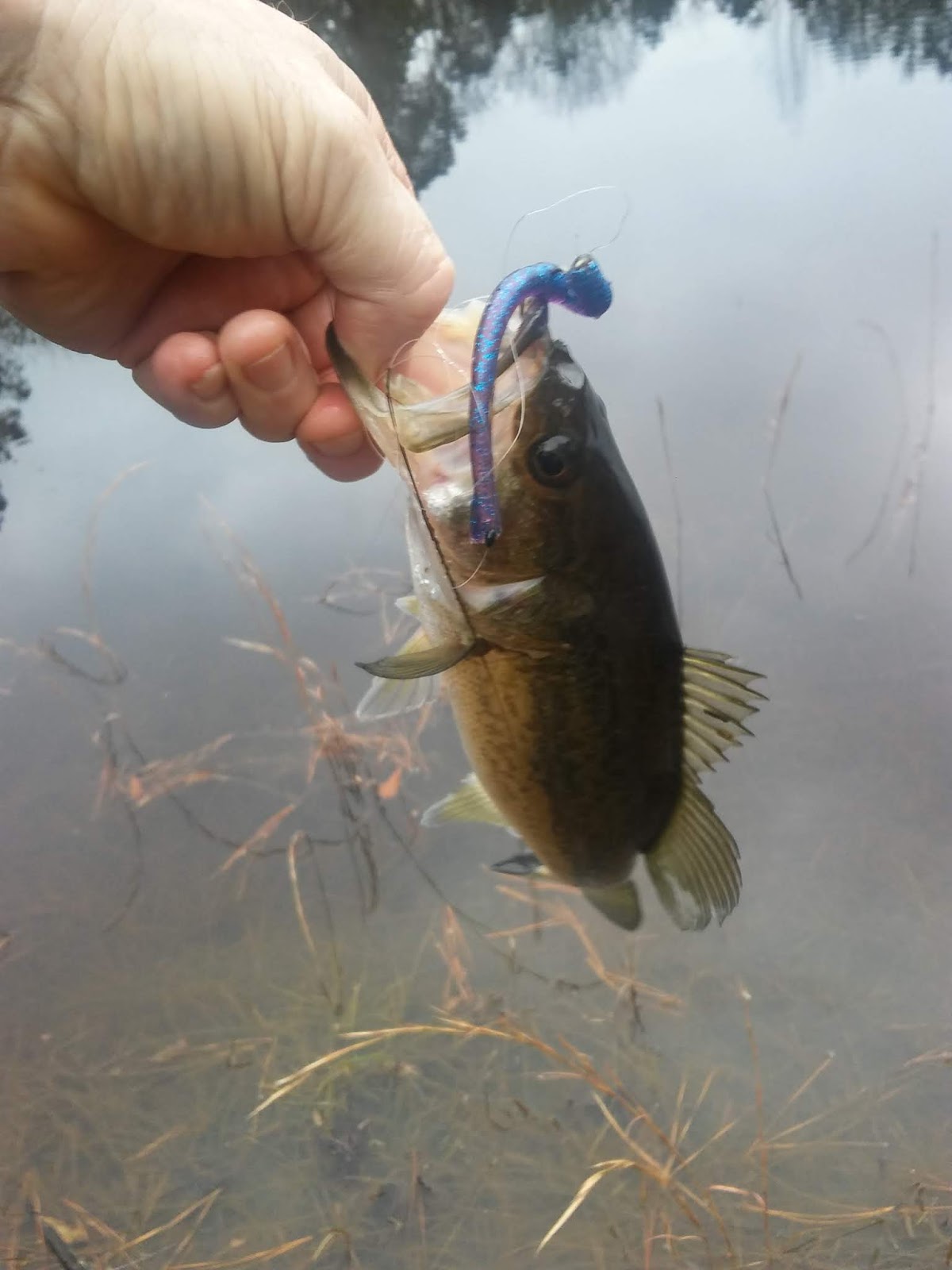Palmetto Fly N' Fish: New Year Begins - 24 Hour Fishing Success!