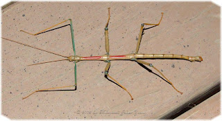 earthian: Meet North America's largest insect!