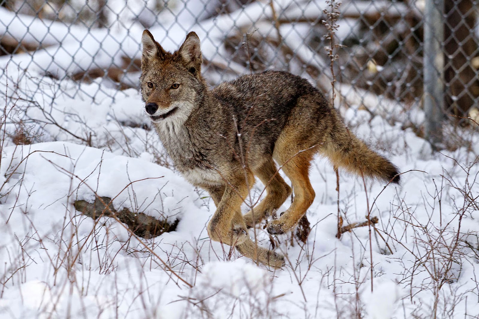 Ann Brokelman Photography: Coyotes - from mange to beautiful. Nov 2014