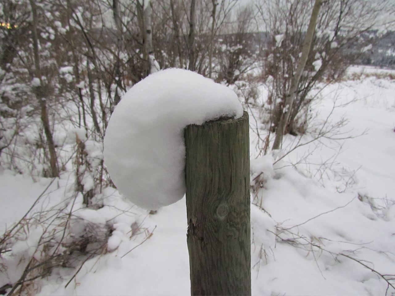 The Cranbrook Guardian: Stewart's Snow Sloths