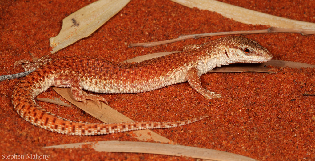 Los varanos. Corazón de dragón