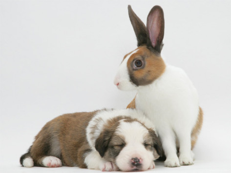 au pays des lapins: Photographe : Jane Burton